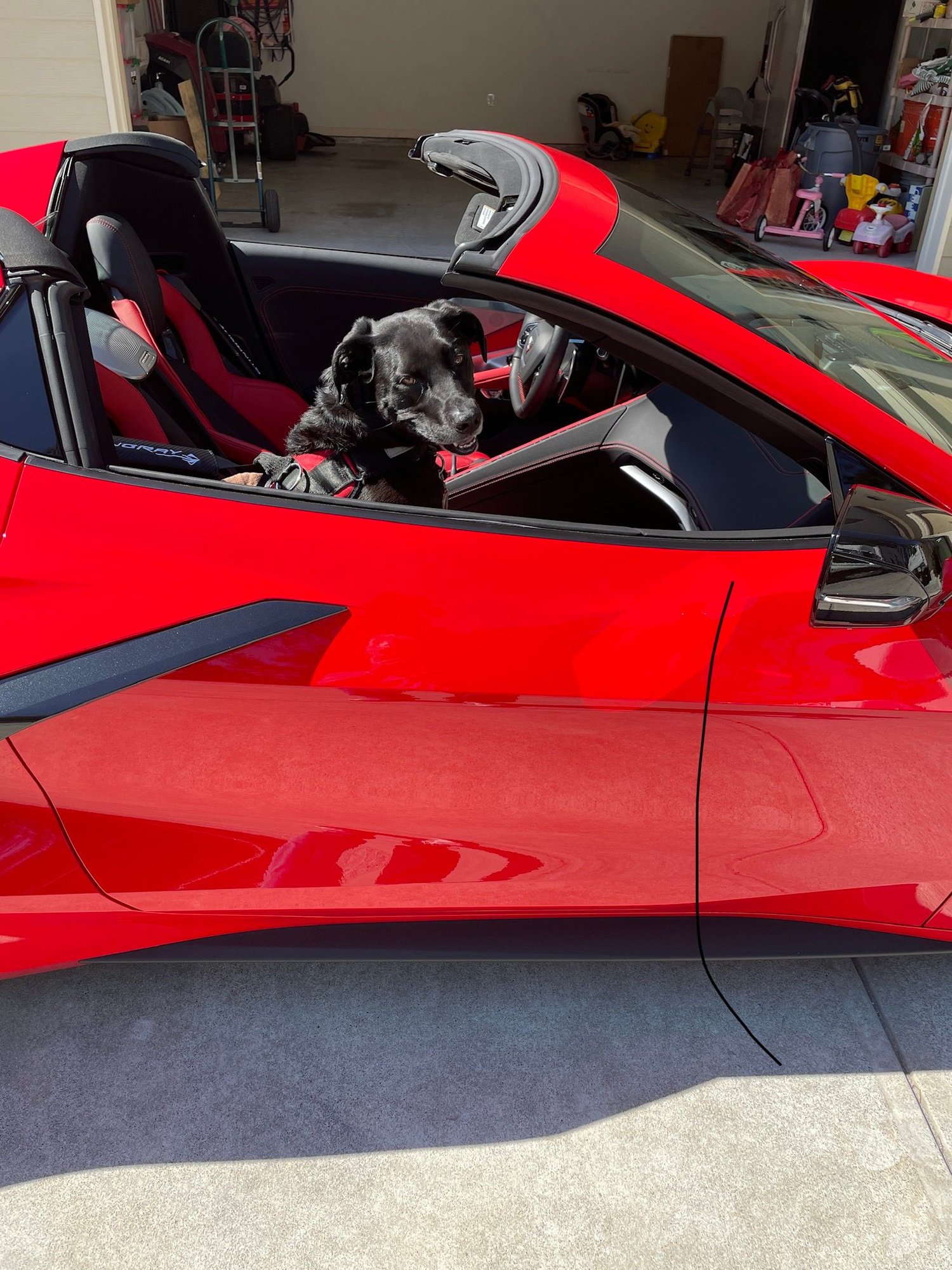 Fn dogs - CorvetteForum - Chevrolet Corvette Forum Discussion