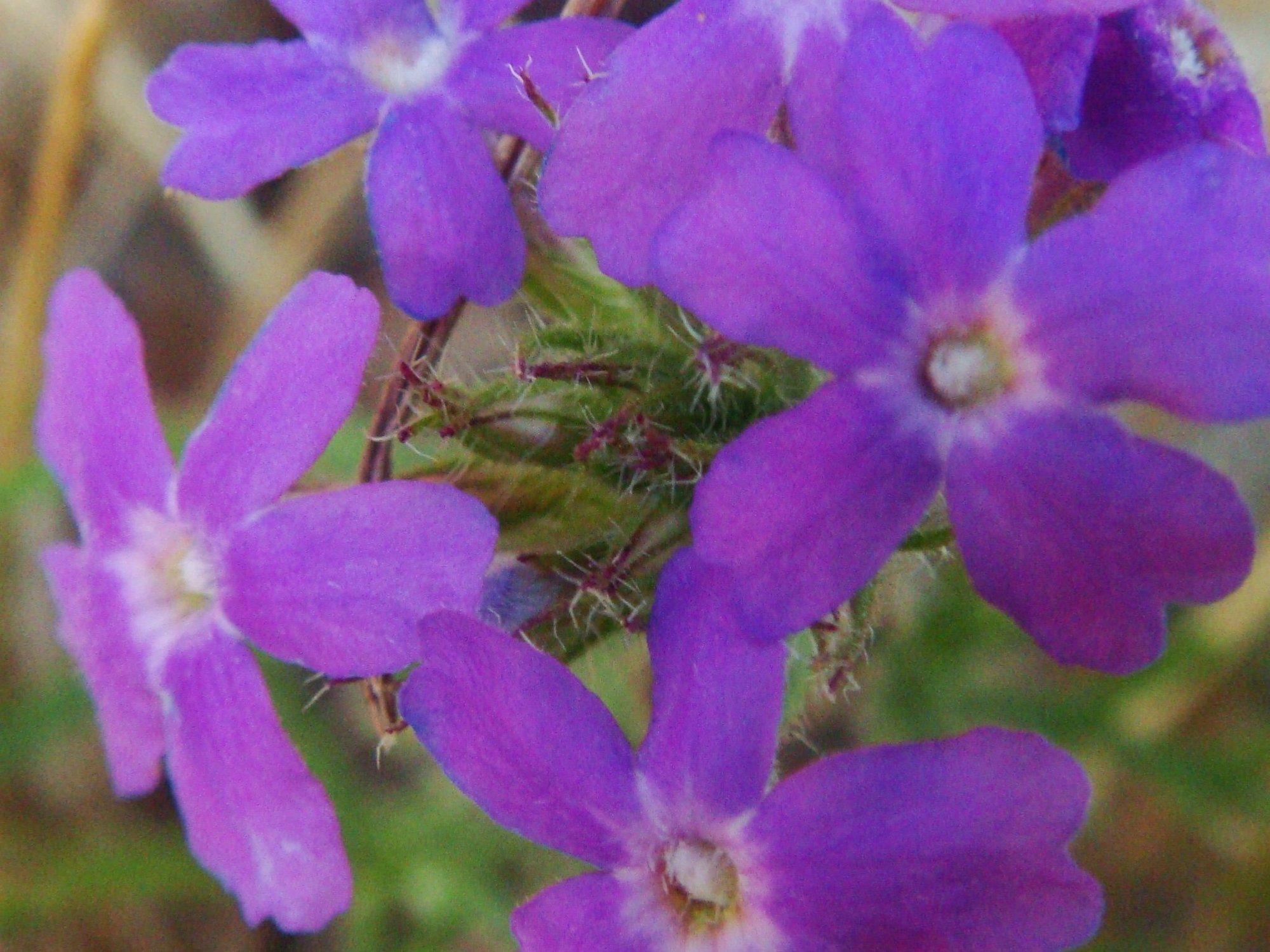 This is Texas Wild Verbena and photo by libless on Garden Showcase