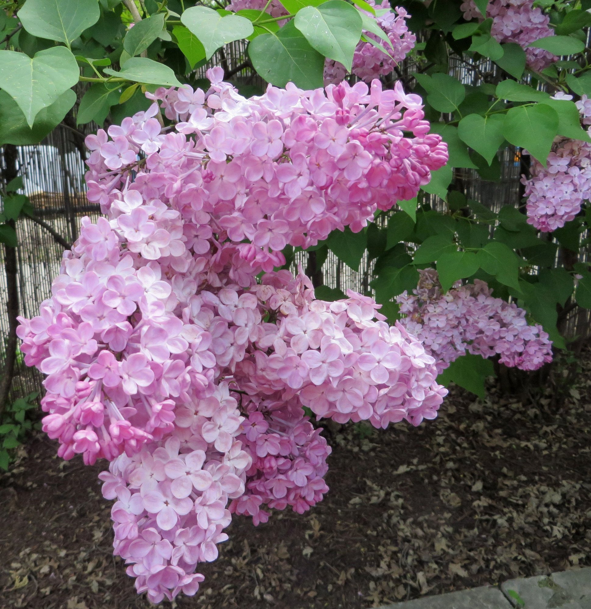 Maiden's Blush Lilac photo by 33libra on Garden Showcase