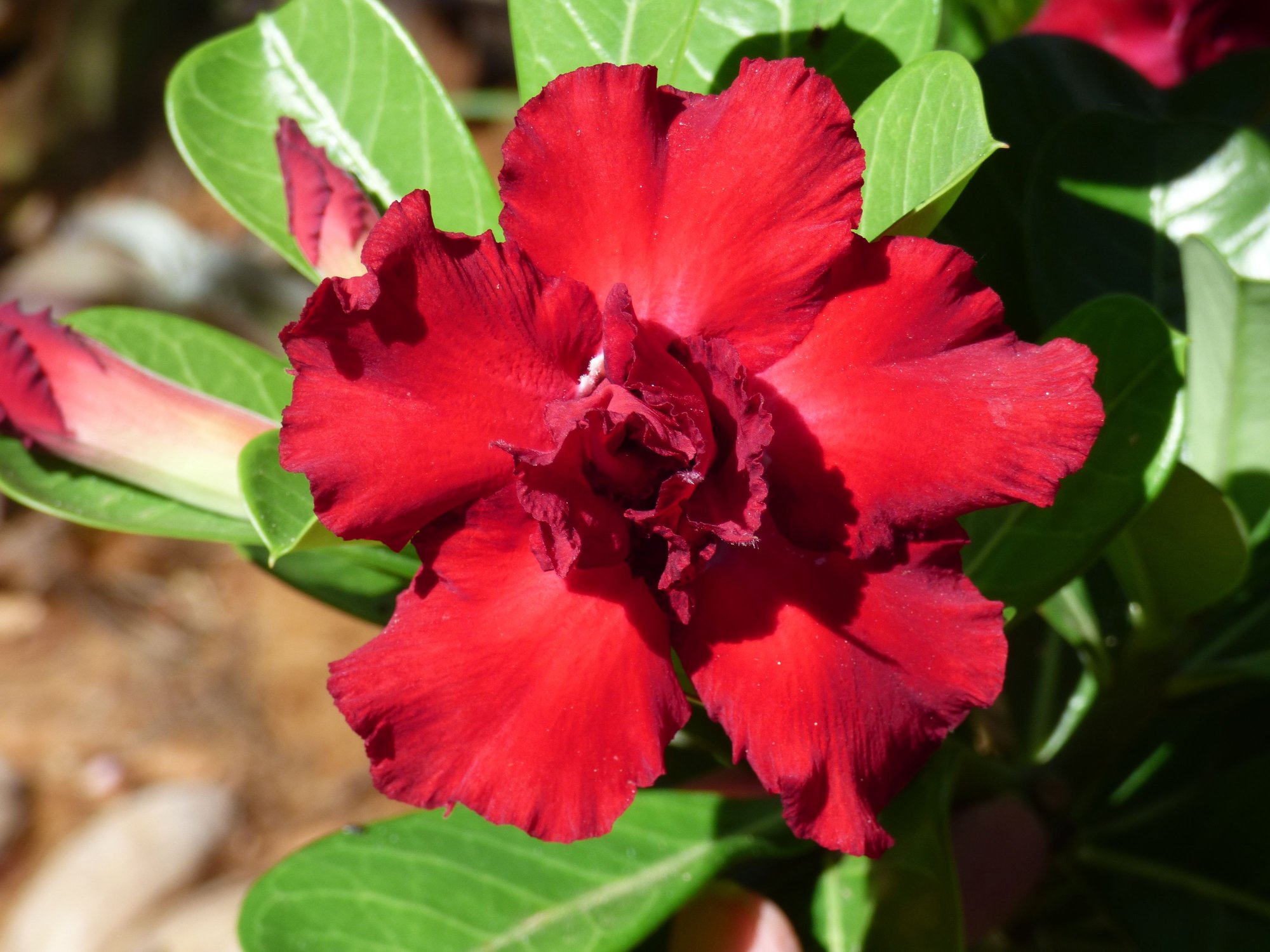 Adenium obesum double red grow photo by 0b15cdf6-73b0-4c5d-a6c1 ...