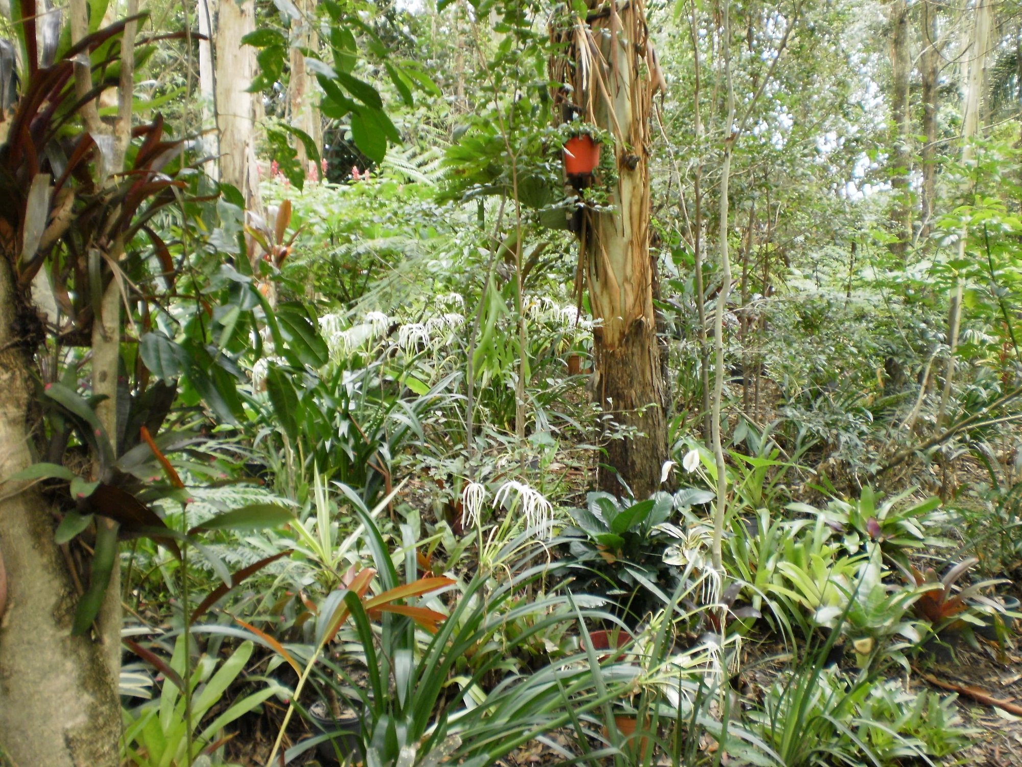 This is the gum forest in my 2... photo by greenmanau on Garden Showcase
