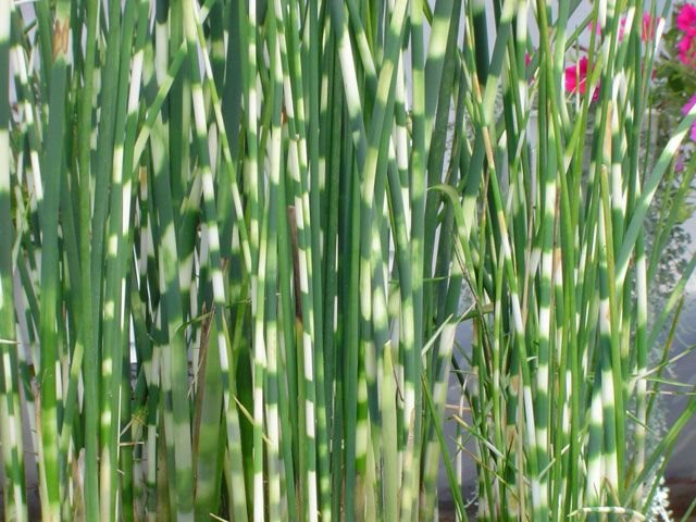 Zebra Bullrush Baumea rubigin... photo by bonsaiherb on Garden Showcase