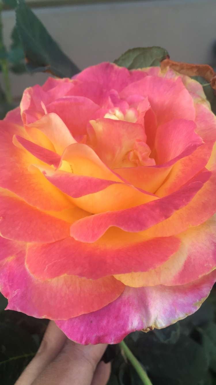 Manda's Rose Garden photo by mandaxo on Garden Showcase