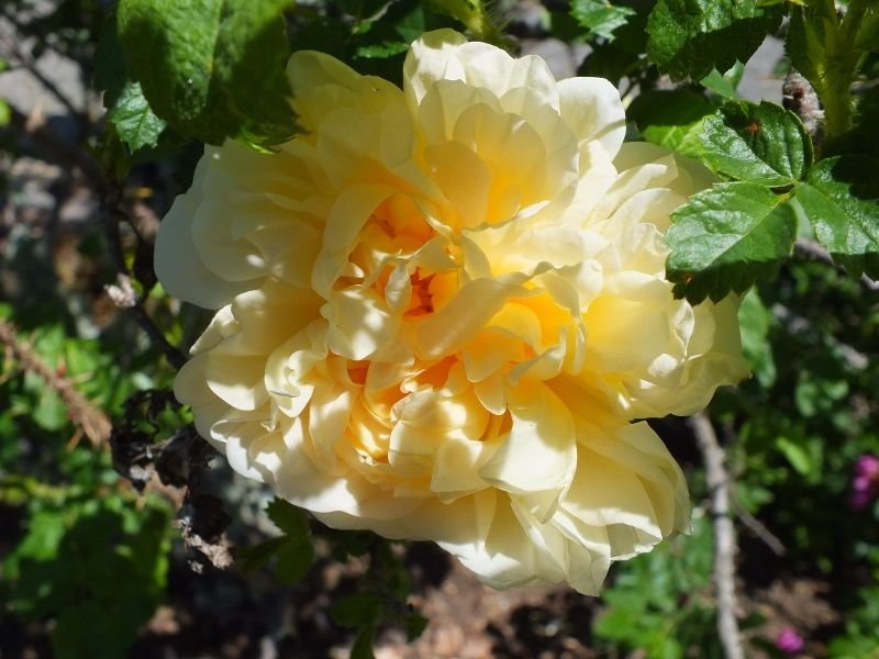 Agnes, rugosa rose 1900 photo by RosinaBloom on Garden Showcase