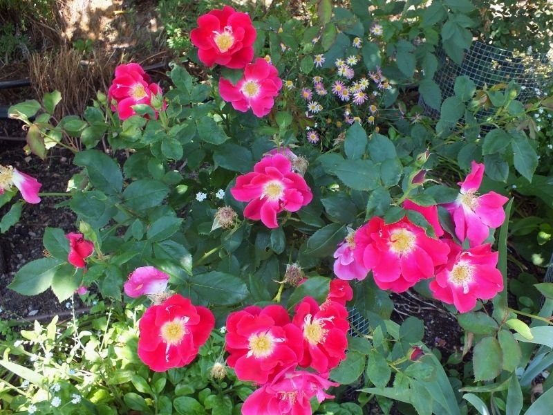David Austen Rose 'Red Coat' 1... photo by RosinaBloom on Garden Showcase