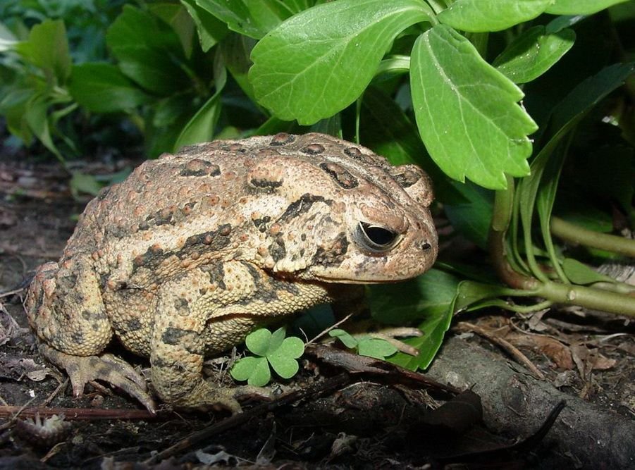 Toad hiding from Camera--7-200 photo by DaylilySLP on Garden Showcase