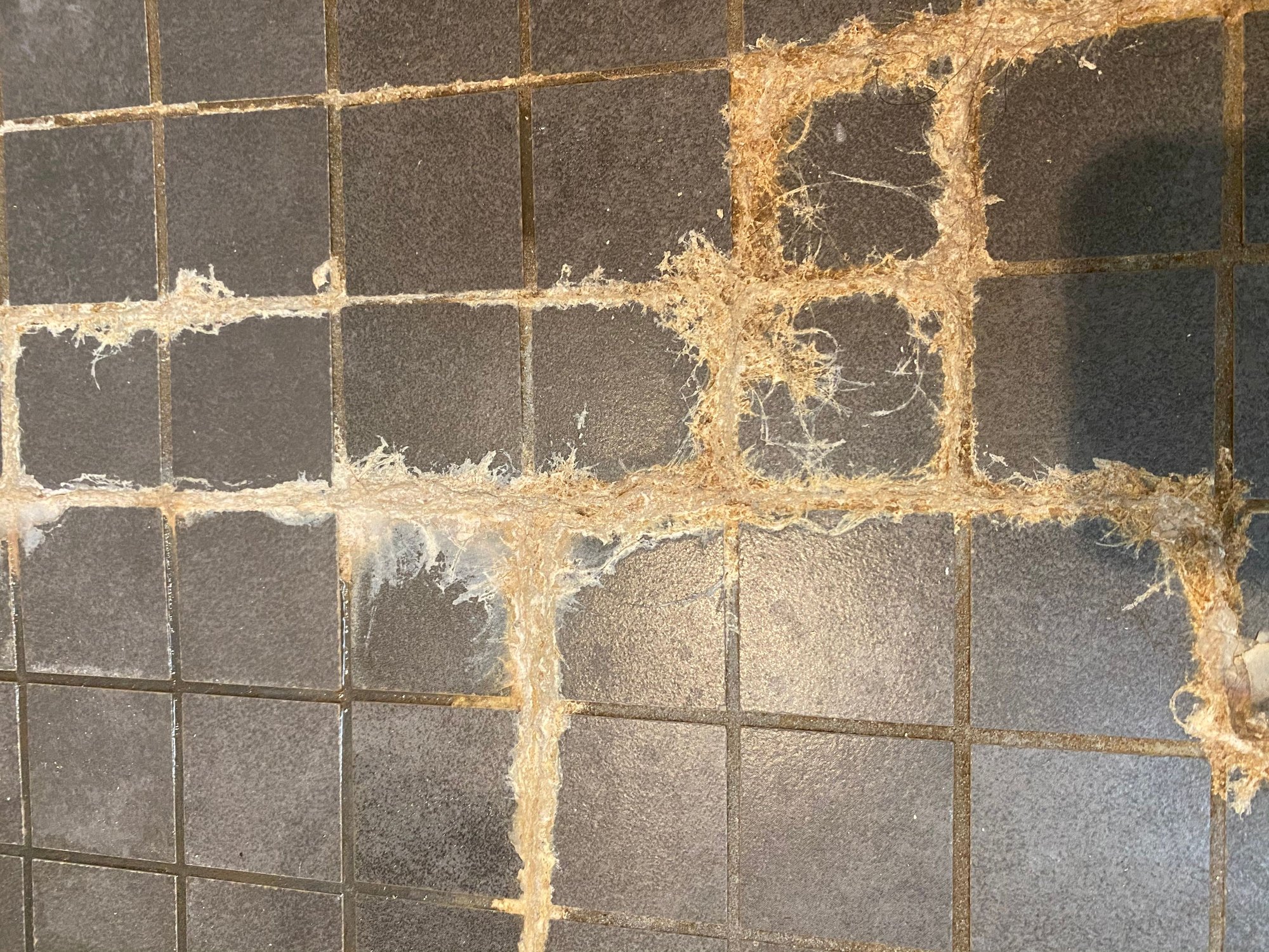 Grout damaged- regrout or retile? - DoItYourself.com Community Forums