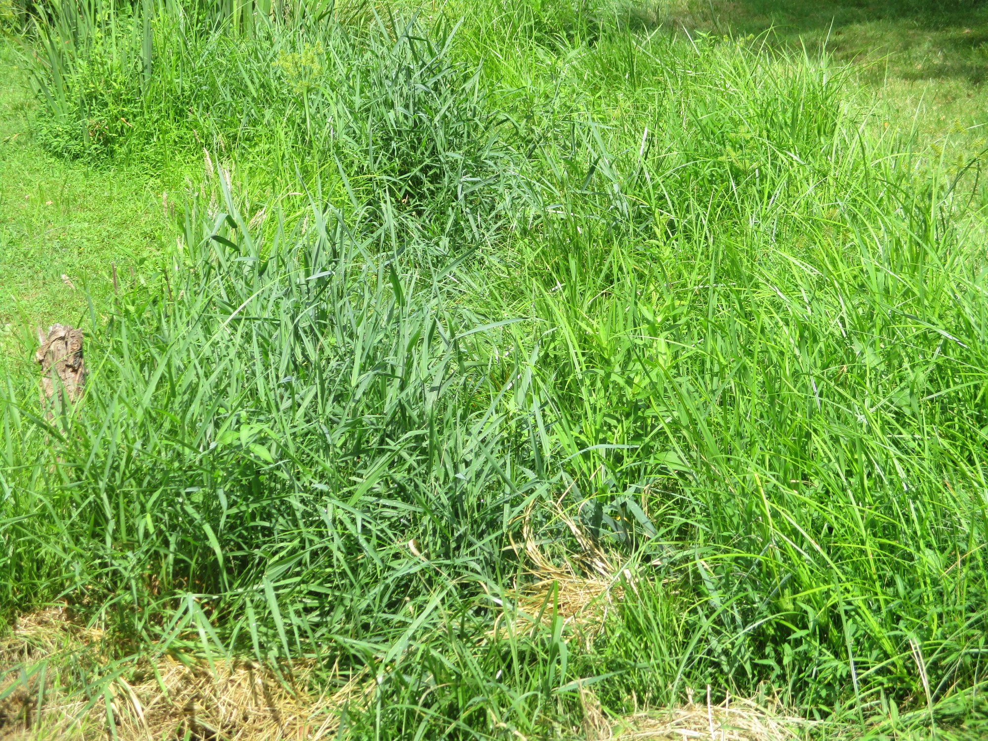 Weeds in stream - DoItYourself.com Community Forums