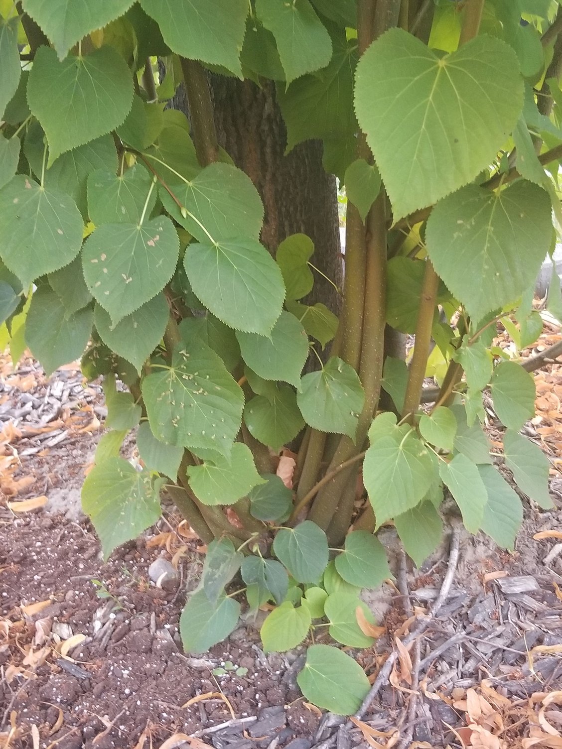 best way to deal with these tree suckers - DoItYourself.com Community ...