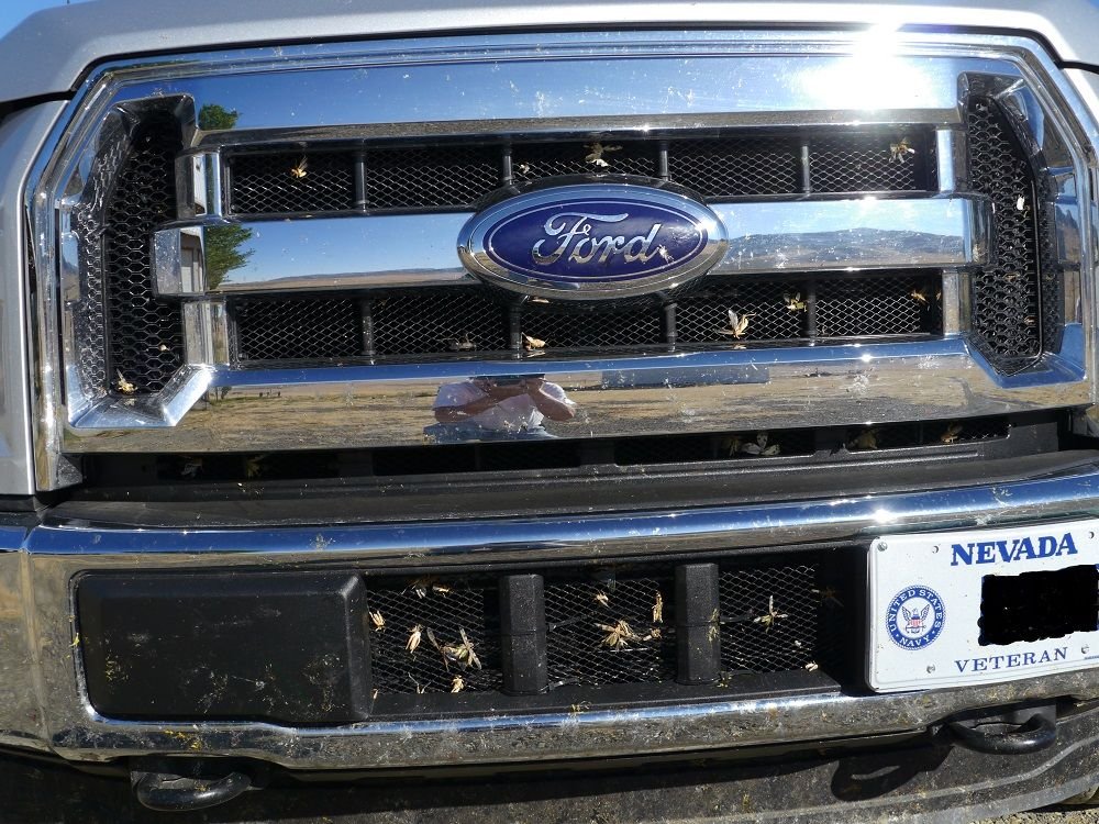 Radiator bug screen? - Ford F150 Forum - Community of Ford Truck Fans