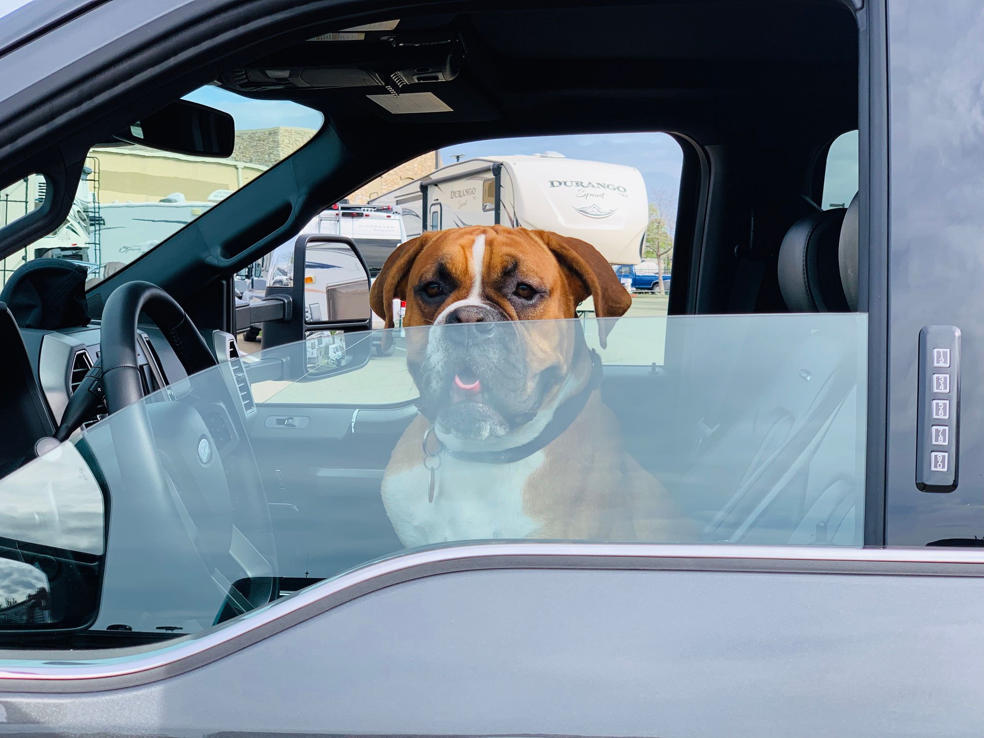 Dogs and our Trucks Pics - Page 12 - Ford Truck Enthusiasts Forums
