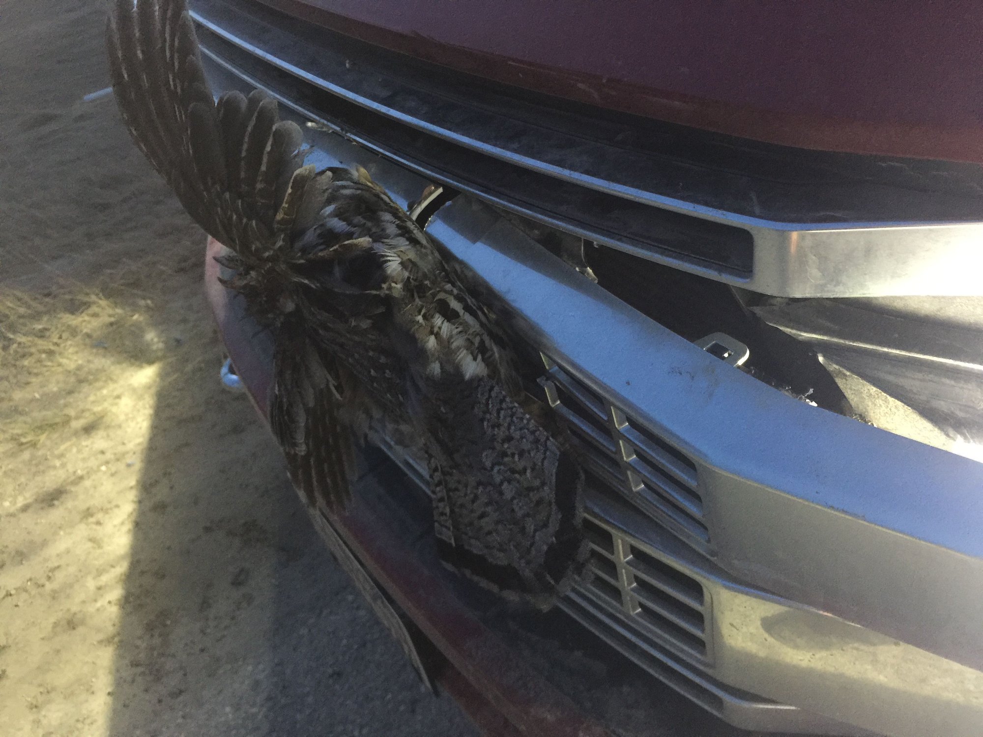 Smashed in my grill :( - Ford Truck Enthusiasts Forums