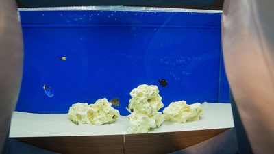 Italian firm unveils bizarre supercar complete with built-in fish tank